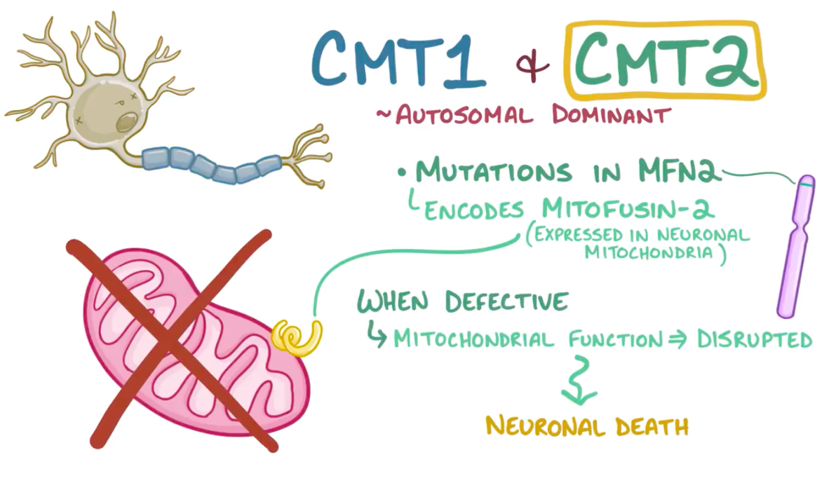 【Osmosis医学】腓骨肌萎缩症 Charcot-Marie-Tooth Disease - 哔哩哔哩