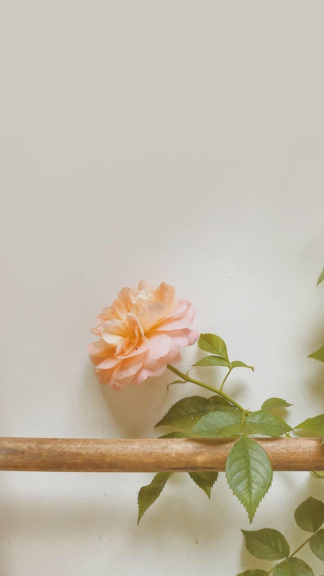 【美图分享125】七夕玫瑰特辑~~我将玫瑰藏于身后，期盼与你赴约 - 哔哩哔哩