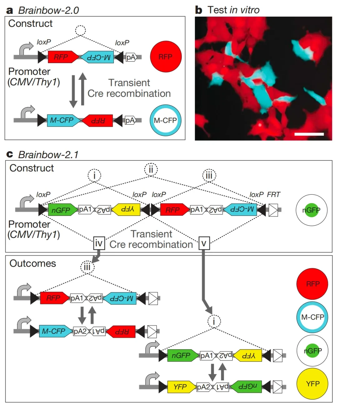 Cre报告基因品系 (Cre Reporter) - 哔哩哔哩