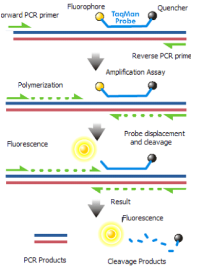 如何设计 QPCR 的引物 - 哔哩哔哩