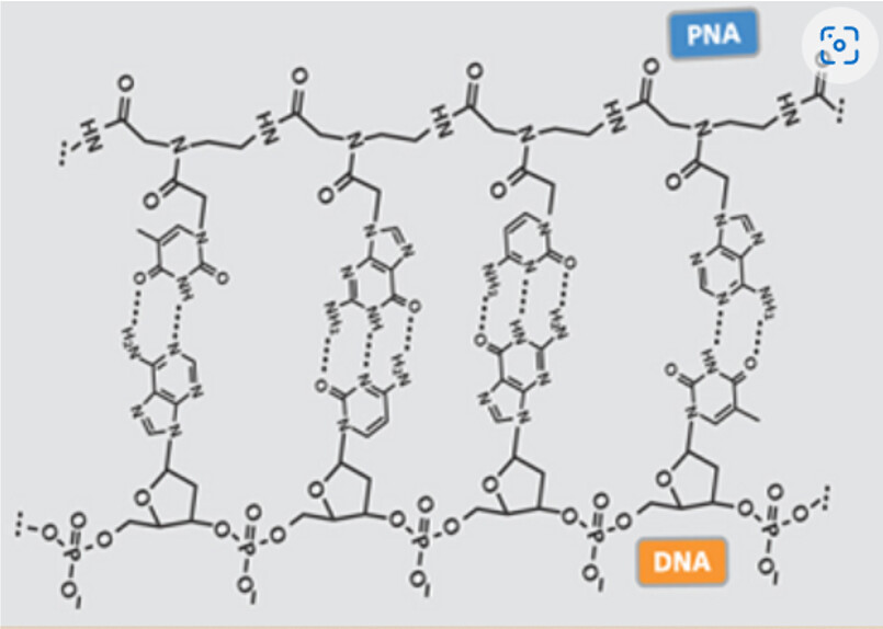 PNA探针设计与应用 - 哔哩哔哩