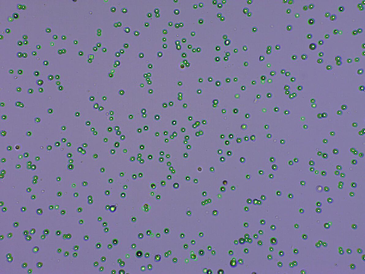 【细胞解读系列】关于A549，您一定要知道的那些事 - 哔哩哔哩