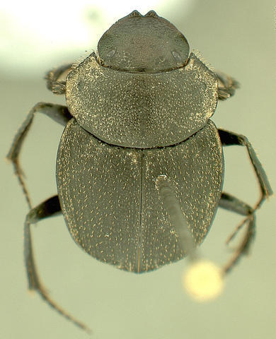 蜣螂-族与属整理（二） - 哔哩哔哩