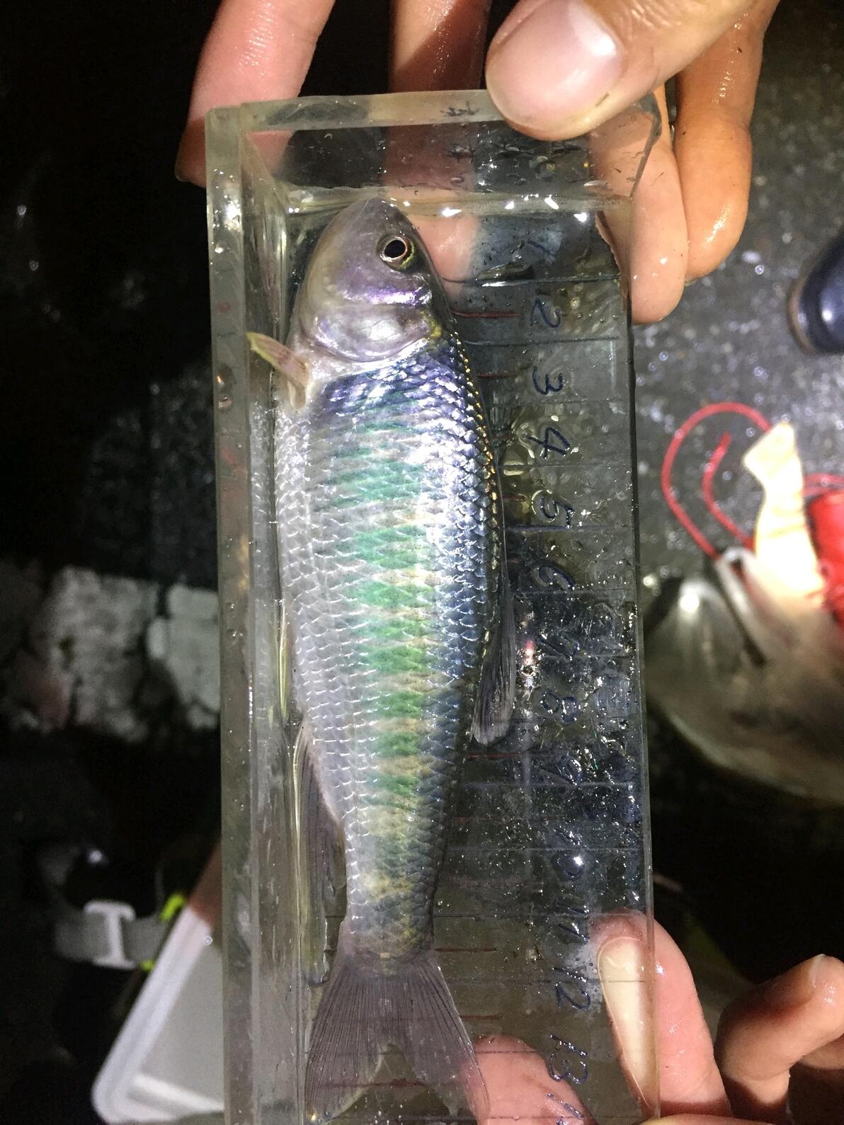 杂鱼的疑云——马口鱼属Opsariichthys种团的整理 - 哔哩哔哩