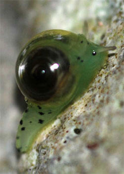 按总科盘点“陆螺”——陆生非柄眼类腹足类（上） - 哔哩哔哩