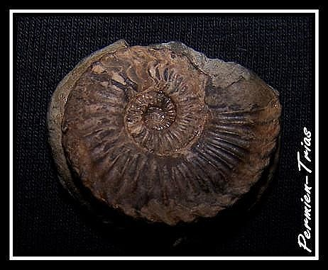 中国三叠纪菊石化石（含部分国外的） - 哔哩哔哩