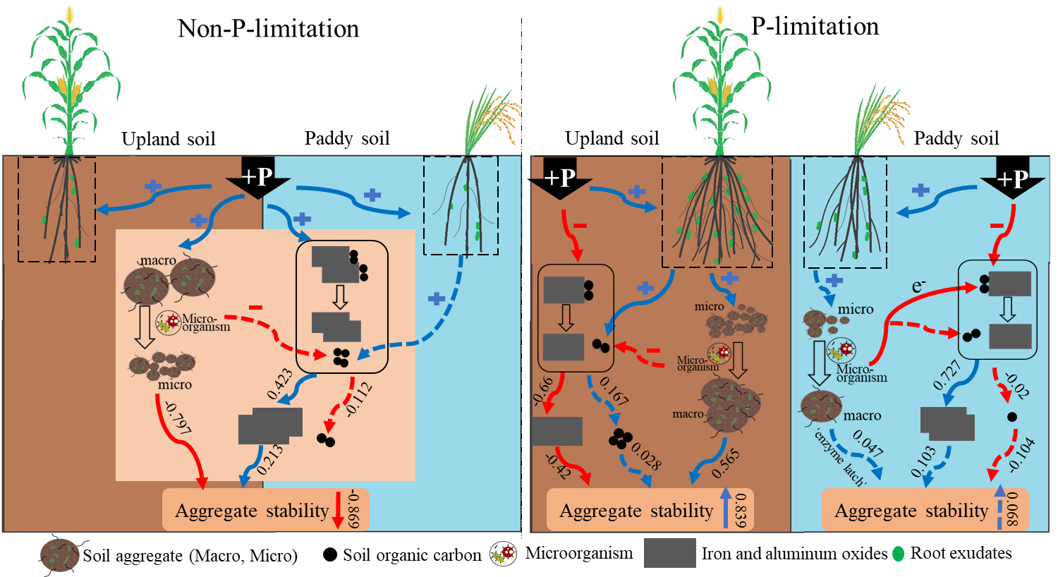 科学揭示磷添加调控红壤有机碳分布和团聚体稳定性 - 哔哩哔哩