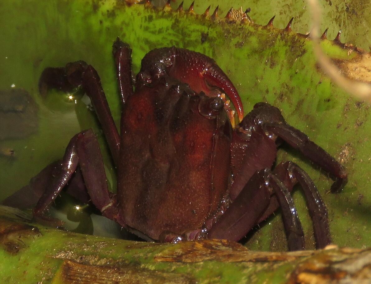 【新种发布】东亚地区相手蟹拆分和整理1（1） - 哔哩哔哩