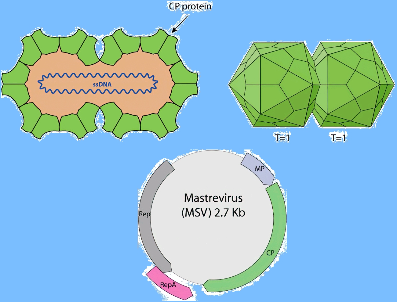 经典的双生病毒——玉米条纹病毒(MSV) - 哔哩哔哩