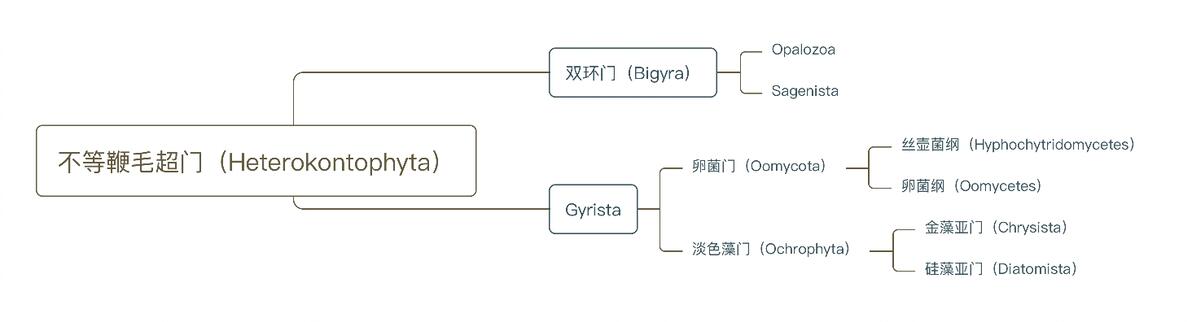 色藻界E02：双环门（Bigyra）和卵菌门（Oomycota） - 哔哩哔哩