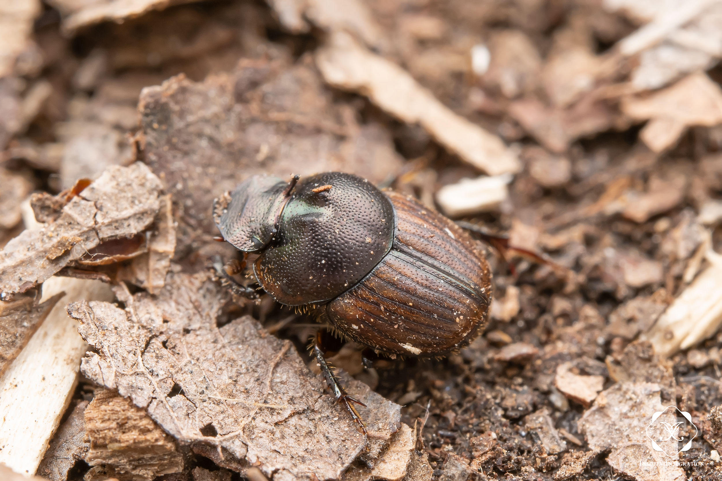 蜣螂-族与属整理（完结篇） - 哔哩哔哩