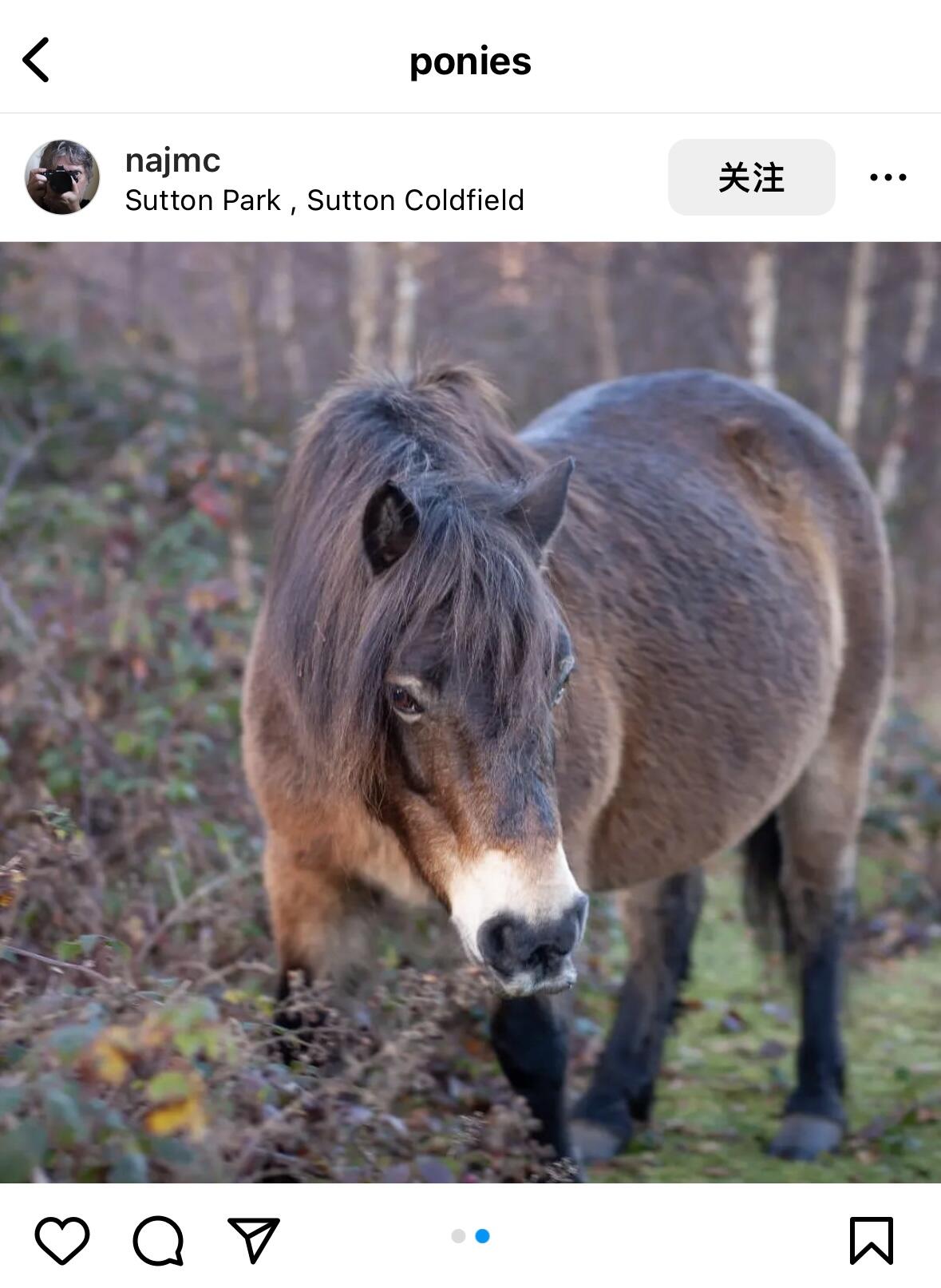 中世纪的马儿们到底长什么样（图片皆收集于ins） - 哔哩哔哩