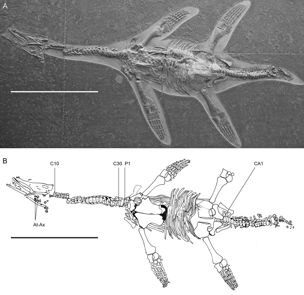 现代蛇颈龙系统发育分析——上龙科 - 哔哩哔哩