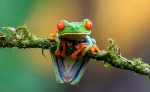 scp－1325－复活节蛙 - 哔哩哔哩