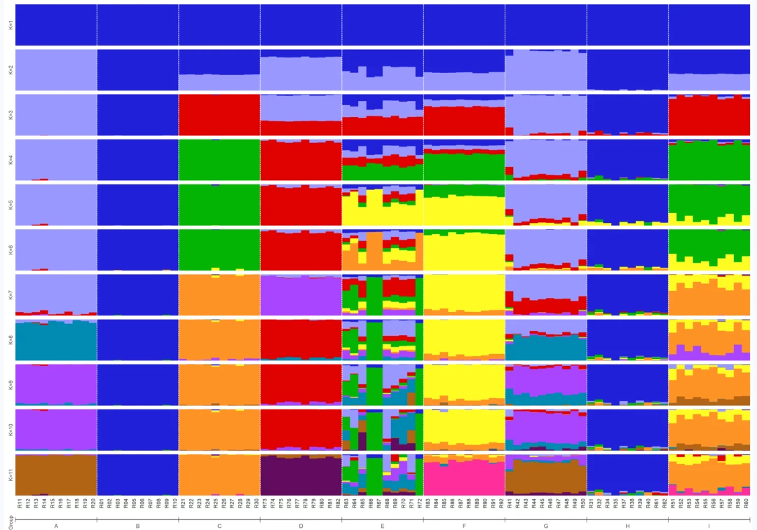 一遍就会！pophelper包让群体遗传研究软件structure的输出结果“活”起来 - 哔哩哔哩