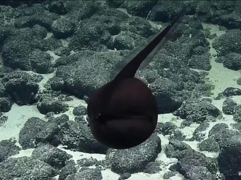 18种超黑鱼(Ultra-Black Fish)的学名、中文正名及图片对照 - 哔哩哔哩