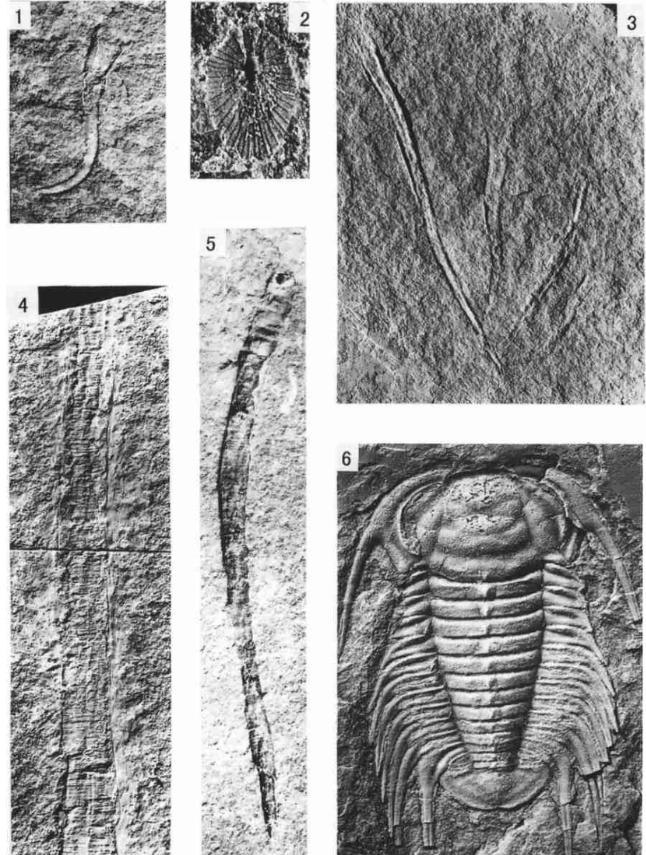 中国主要古生物化石群（1）埃迪卡拉纪，寒武纪 - 哔哩哔哩