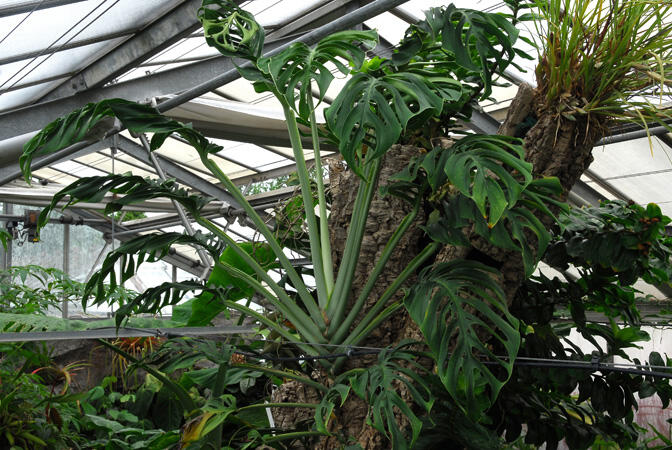 【植物图鉴】你见过或没见过的网红 龟背竹属Monstera - 哔哩哔哩