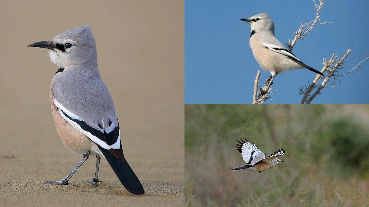 鸦科-那些不正经的大佬们 - 哔哩哔哩
