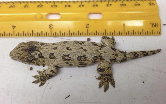 浅谈 MTK 主岛巨人守宫 - 哔哩哔哩