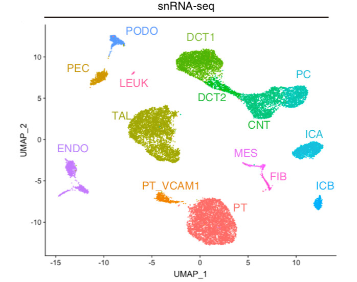 Nat. Commun. | snRNA-seq和snATAC-seq解析成人肾组织细胞构成异质性和损伤发病机制 - 哔哩哔哩