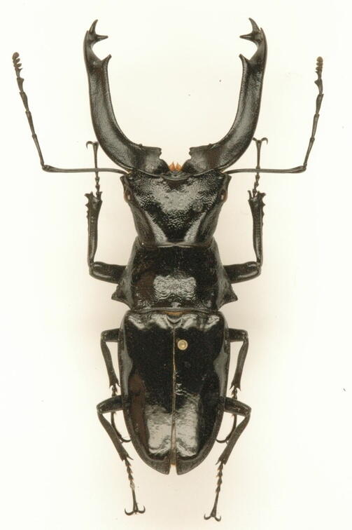 锹甲科-亚科与属整理（上篇） - 哔哩哔哩