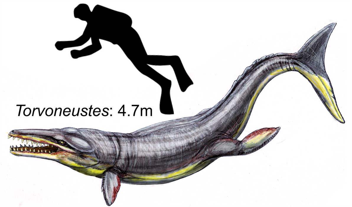 蛟横四海惊涛涌——简单说说海鳄亚目（完整版） - 哔哩哔哩