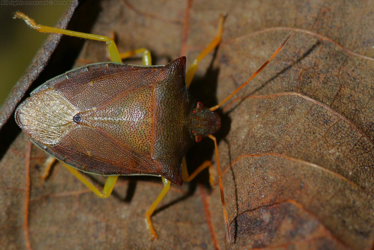 西南虫记·青川·西阳沟·20221013 (1) - 哔哩哔哩