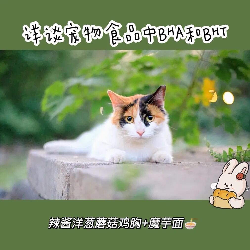 详谈宠物食品中的BHA和BHT - 哔哩哔哩
