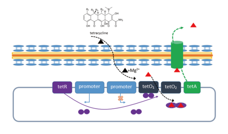 Tet-on/off 系统—实现基因的诱导表达 - 哔哩哔哩