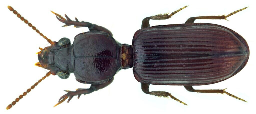 蝼步甲-族与属整理(上篇) - 哔哩哔哩