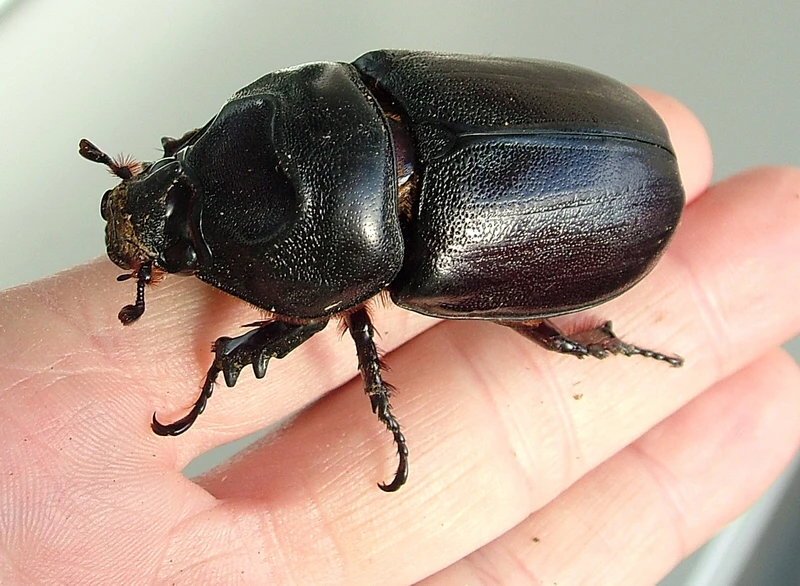 蛀犀金龟属全物种科普 - 哔哩哔哩