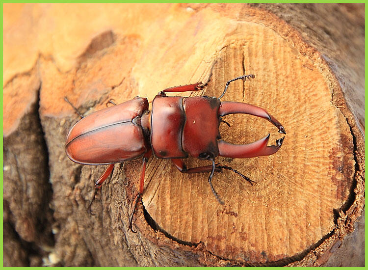 国产锹甲科各属中式属名与异名的对照与分类 - 哔哩哔哩