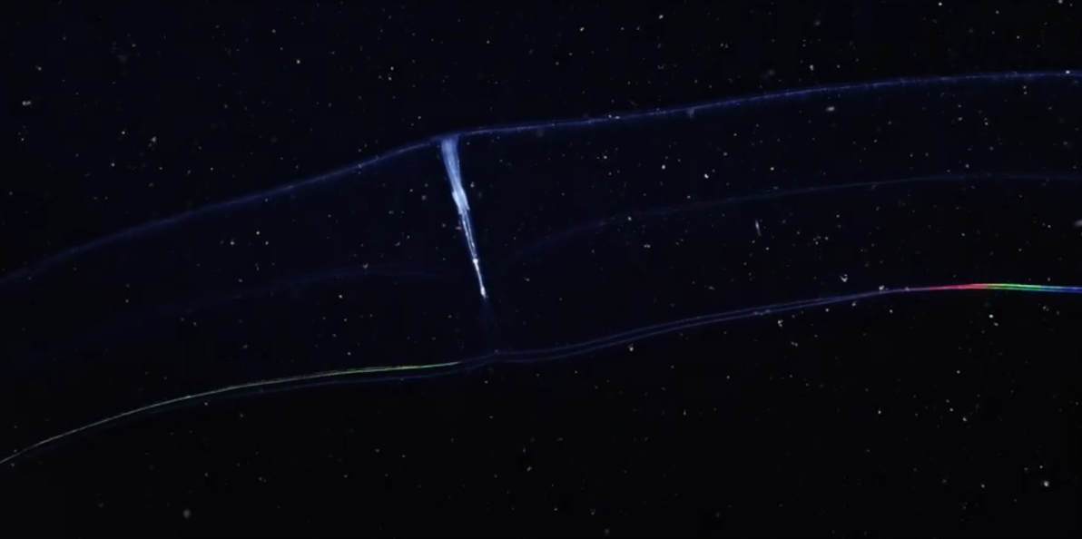 【物种】Cestum veneris带栉水母（爱神带栉水母） - 哔哩哔哩