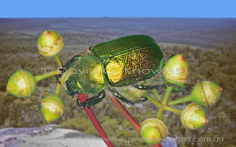 丽金龟-族与属整理（下篇） - 哔哩哔哩