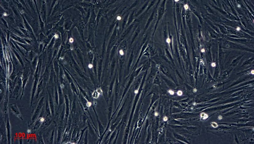 细胞学堂 | 如何培养大鼠心肌细胞H9C2？