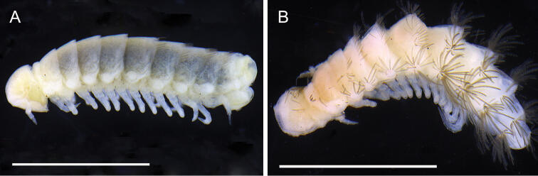 【Diplopoda】 千足百态: 现生马陆大观 译名分类图鉴（一） - 哔哩哔哩