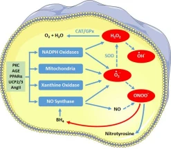 活性氧（reactive oxygen species , ROS） - 哔哩哔哩
