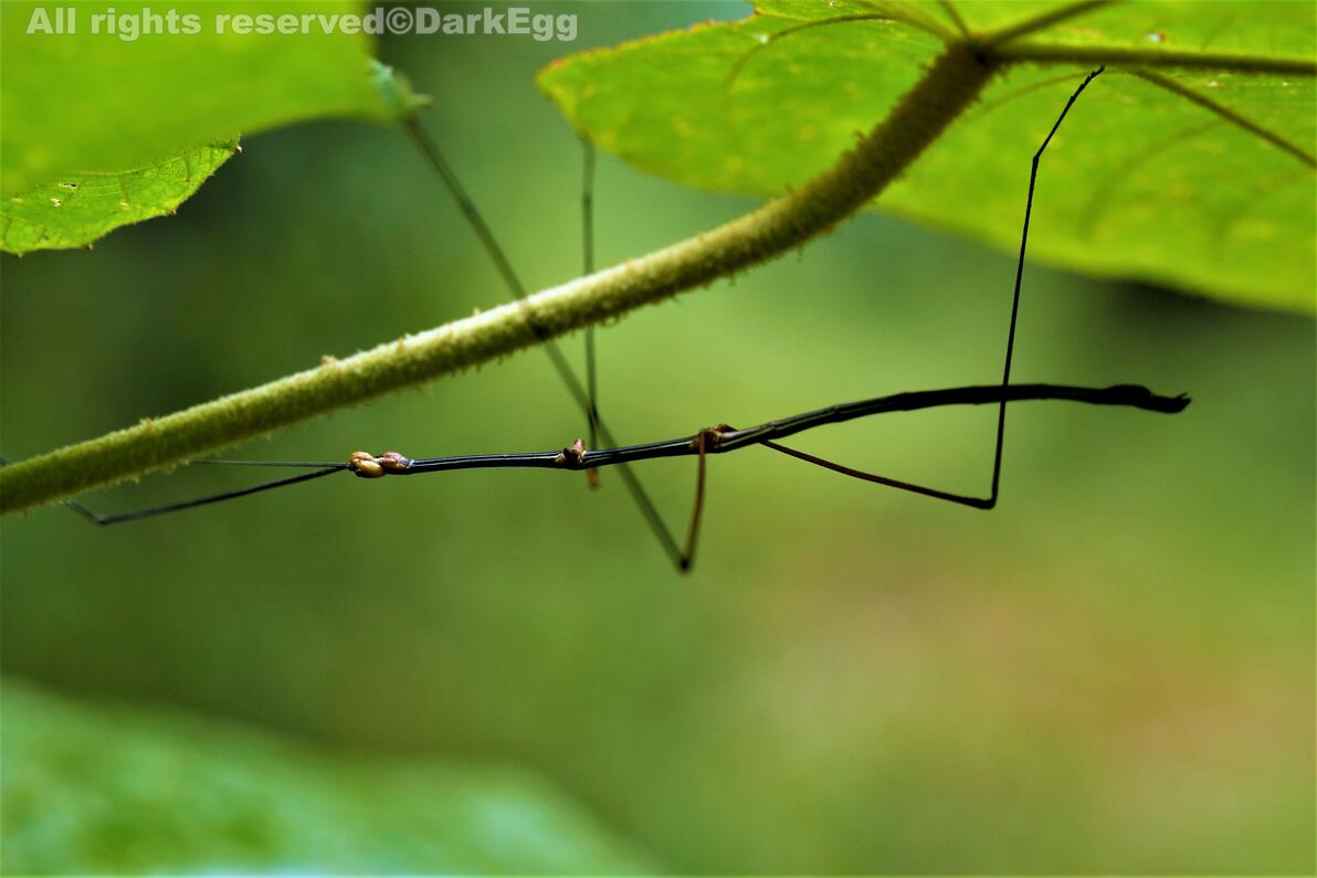 西南虫记·叙永·画稿溪·20180908(二) - 哔哩哔哩