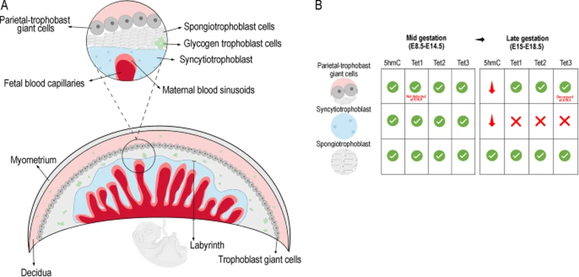易基因：DNA羟甲基化和TET酶在胎盘发育和妊娠结局中的作用 | 深度综述 - 哔哩哔哩