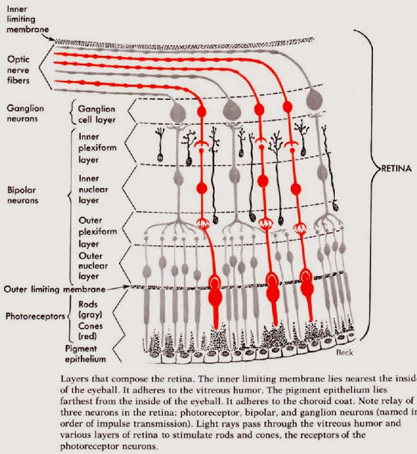 OCT的应用与解读 NOTE（一） - 哔哩哔哩