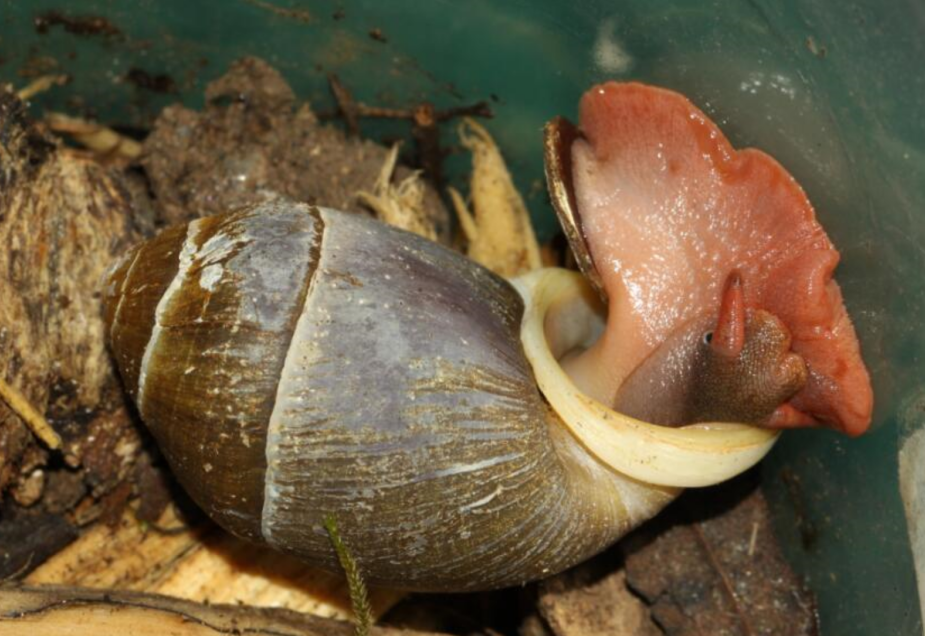 按总科盘点“陆螺”——陆生非柄眼类腹足类（上） - 哔哩哔哩