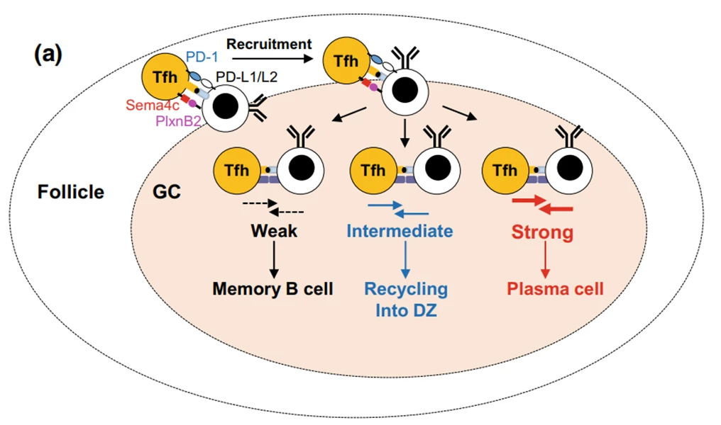 6.8 GC B-Tfh细胞互作促进浆细胞生成 - 哔哩哔哩