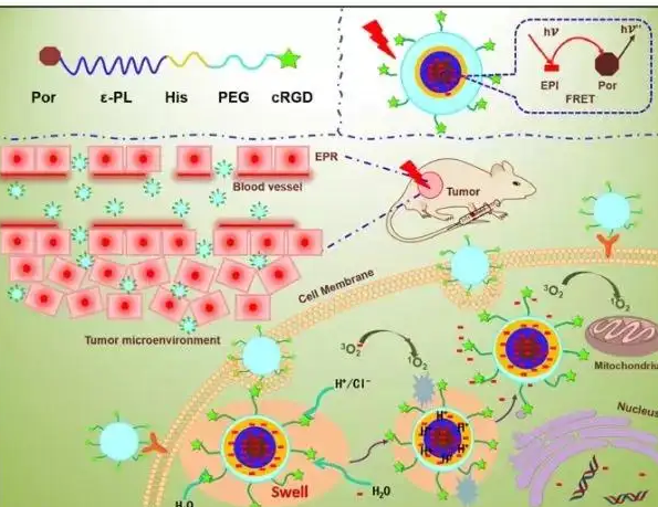 齐岳定制cRGD修饰的mPEG-PLGA-PLL靶向纳米药物递送材料（mPEG-PLGA-PLL-cRGD） - 哔哩哔哩