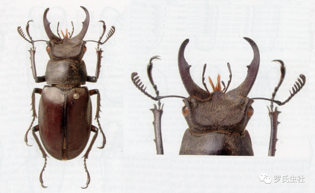 全球深山锹物种快速一览，值得收藏！ - 哔哩哔哩