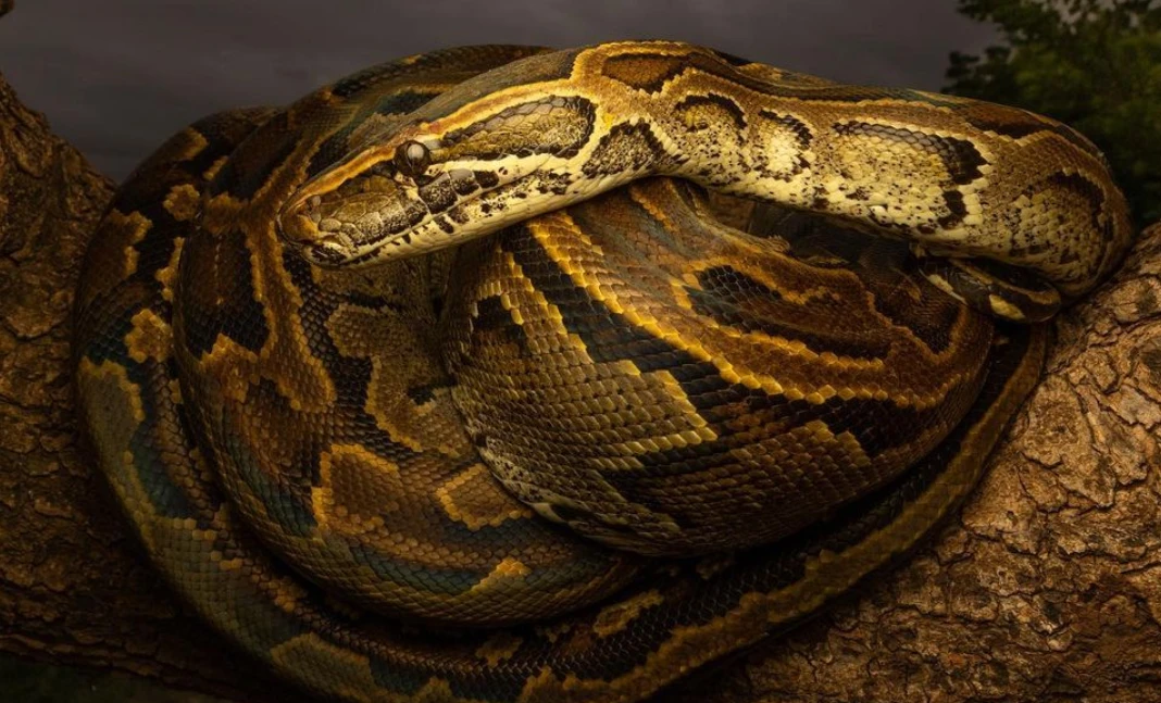 蟒科Pythonidae图鉴 - 哔哩哔哩