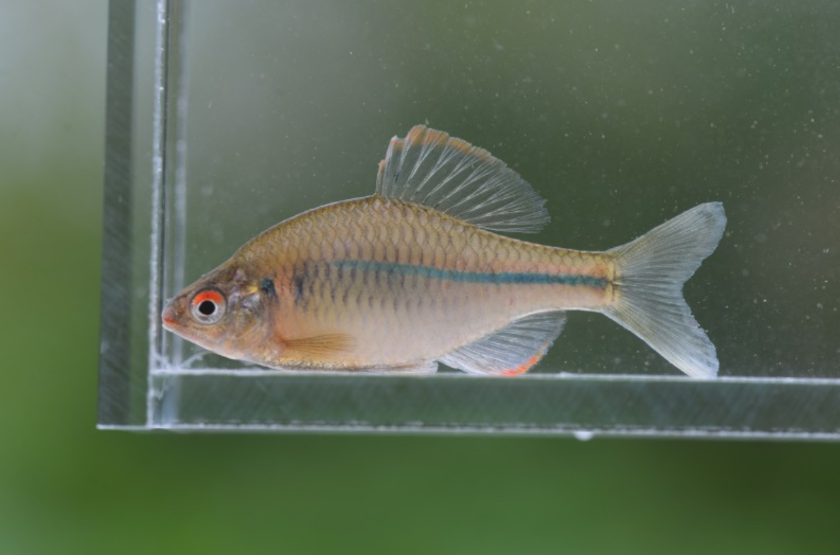 朝鲜半岛鱊科鱼类图鉴（한반도 납자루과 도감） - 哔哩哔哩