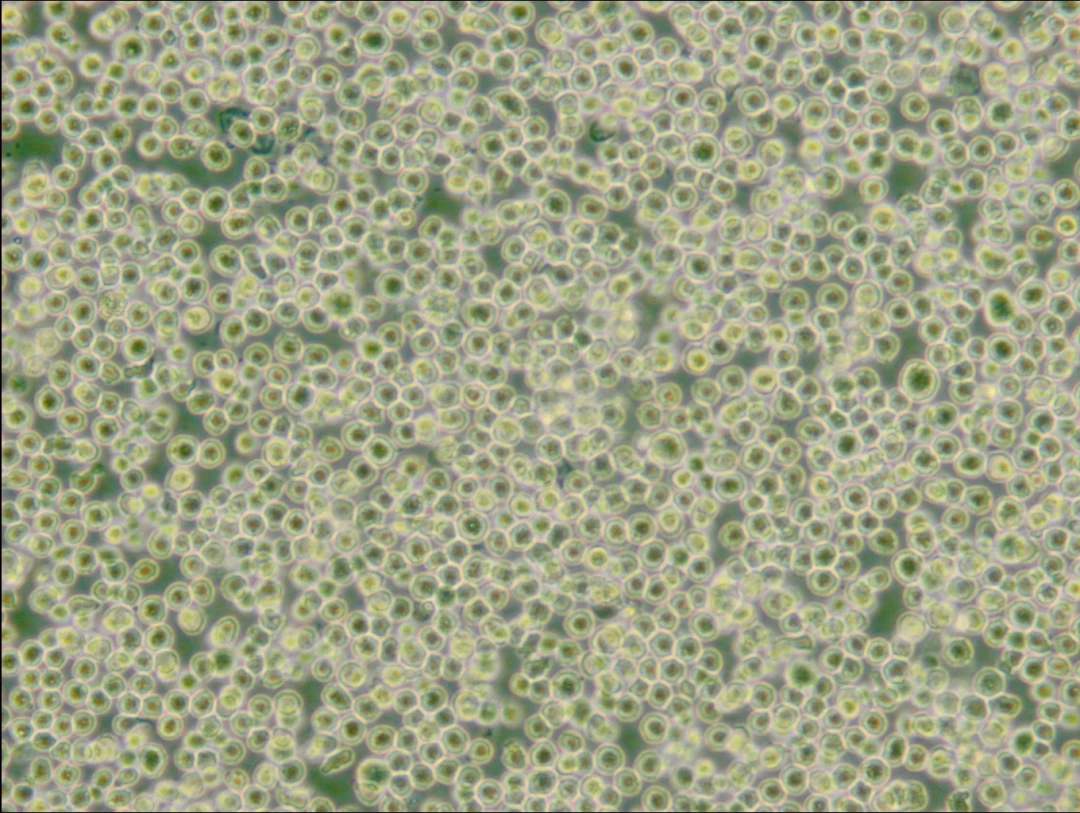 THP-1细胞培养详细教程知识点！ - 哔哩哔哩