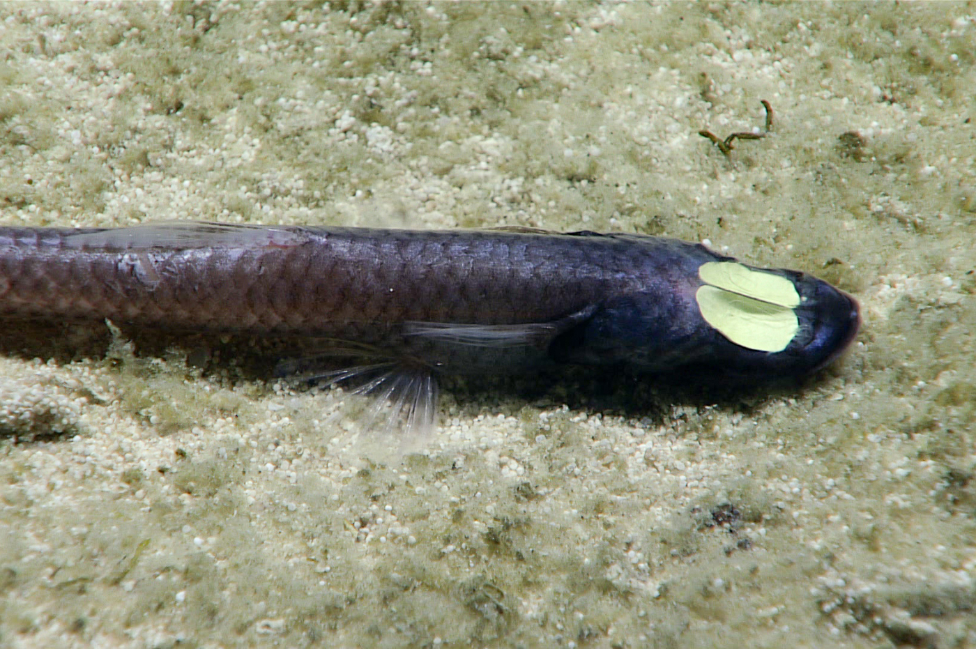 DEEP DARK FANTASY I 深海鱼微科普 - 哔哩哔哩