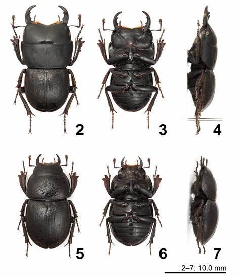 锹甲科-亚科\族\属 整理重置版（上篇） - 哔哩哔哩